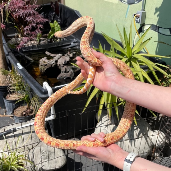 Hypo Albino Red Bull Snake Bullsnake by East Bay Vivarium