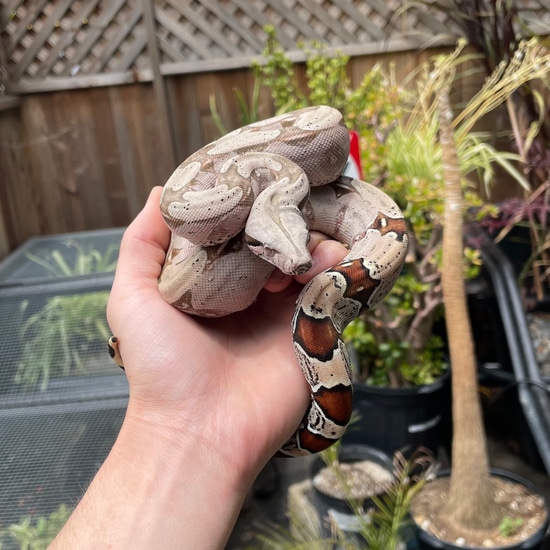 Guyana Red Tail Boa True Red-Tailed Boa Constrictor by East Bay Vivarium