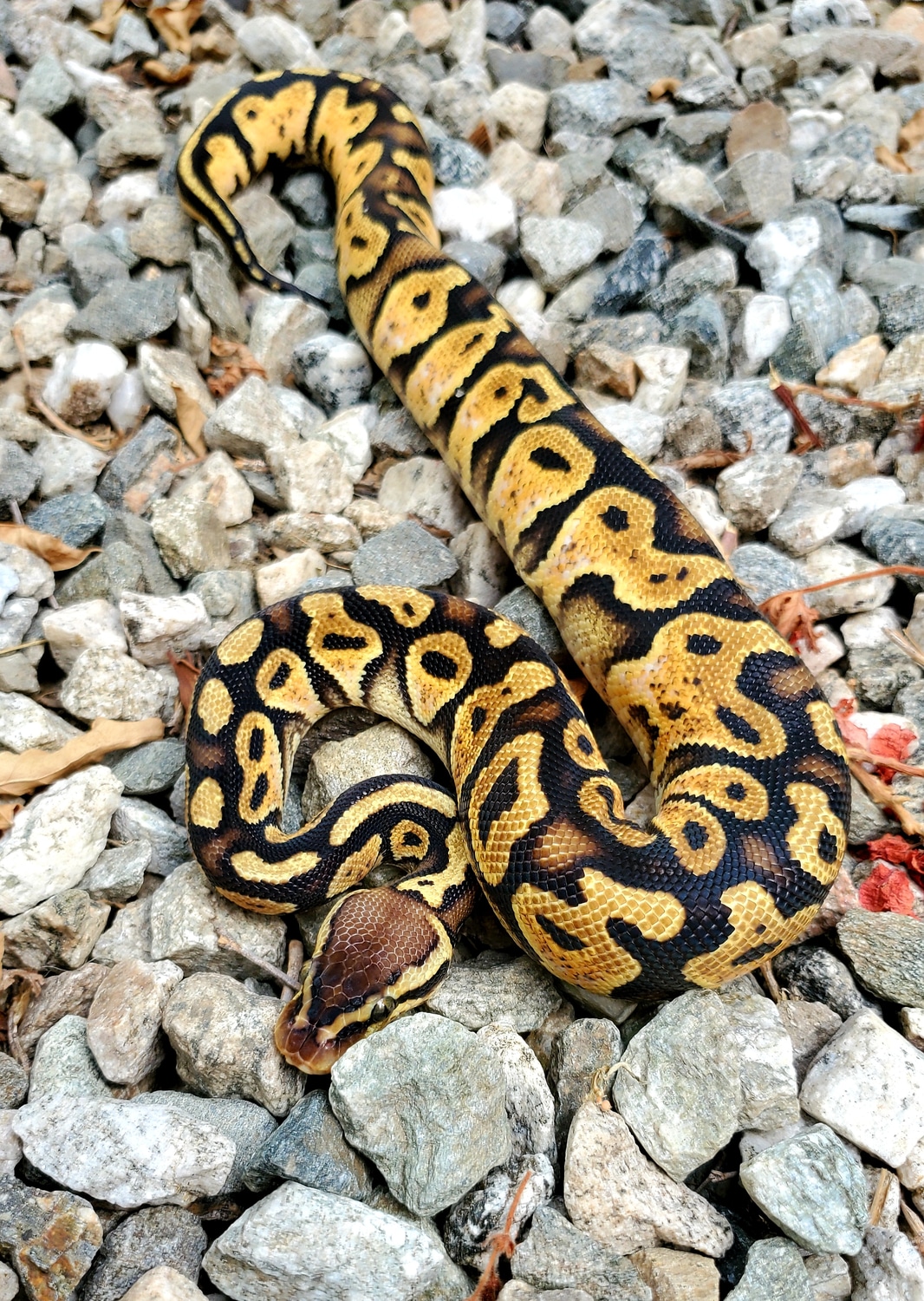 Pastel Calico 100% Het Clown Ball Python by East Los Exotics - MorphMarket