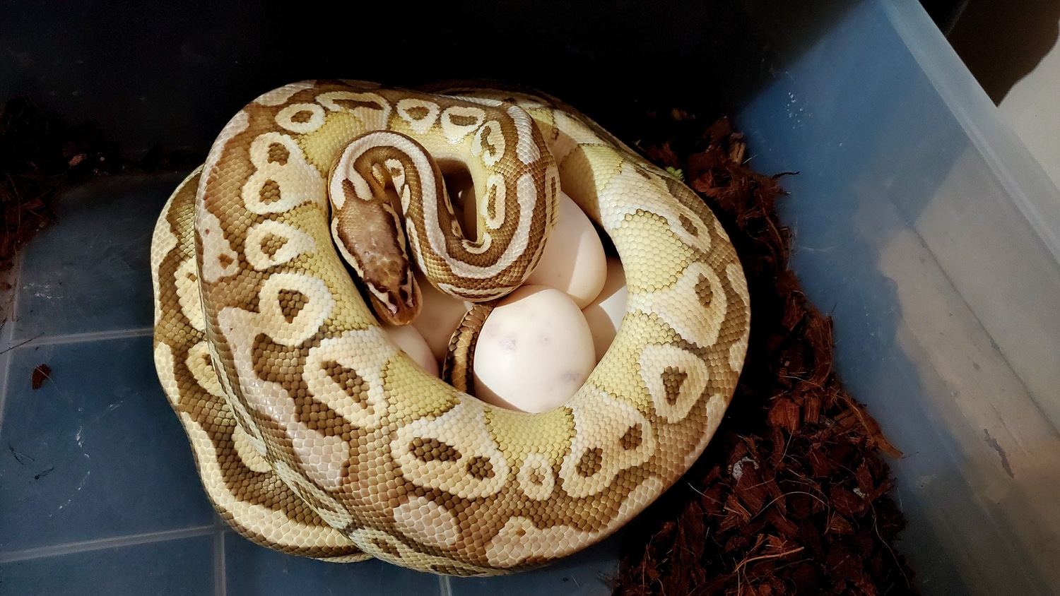 Pastel Butter 100% Het Clown "PROVEN BREEDER" Ball Python by East Los ...