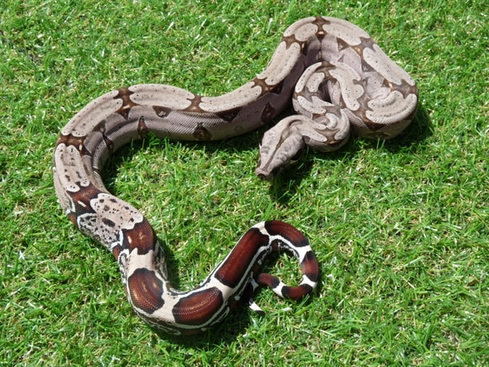Suriname BCC True Red-Tailed Boa Constrictor by Yorkshire Constrictors