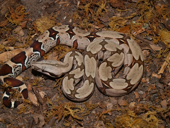 Suriname BCC True Red-Tailed Boa Constrictor by Yorkshire Constrictors