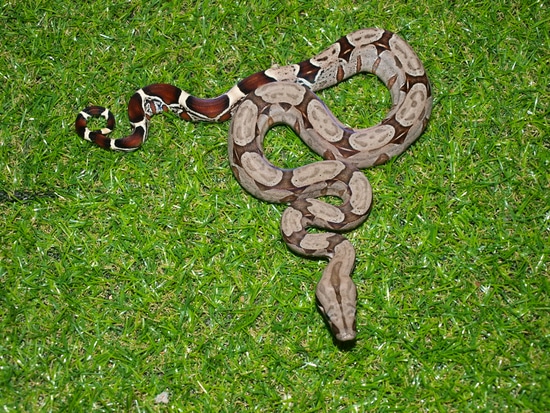 Suriname BCC True Red-Tailed Boa Constrictor by Yorkshire Constrictors
