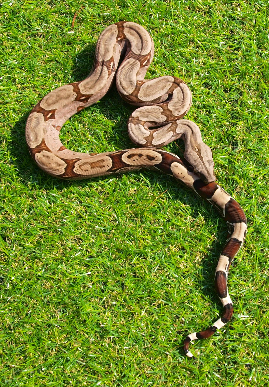 Suriname True Red-tailed Boa Constrictor by Yorkshire Constrictors ...