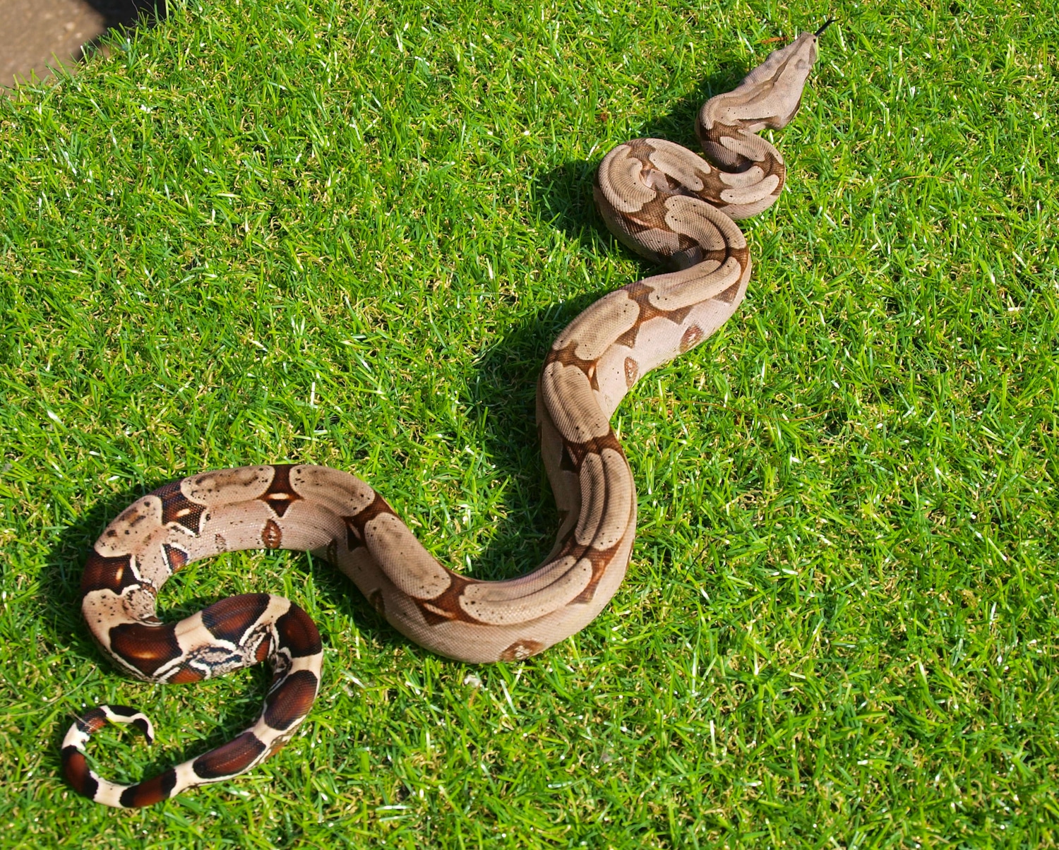 Suriname True Red-tailed Boa Constrictor by Yorkshire Constrictors ...