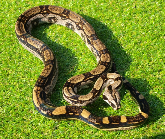 Boa Imperator Longicauda Peruvian Long-Tailed Boa Constrictor by ...