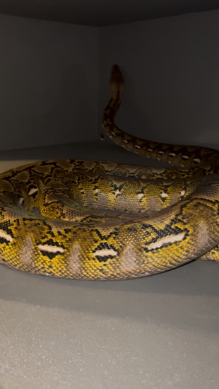 50% Ternate 25% Jampea Platinum Reticulated Python by East Tremont Retics