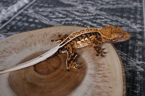 Tri Color Pinstripe Crested Gecko by East Coast Cresties