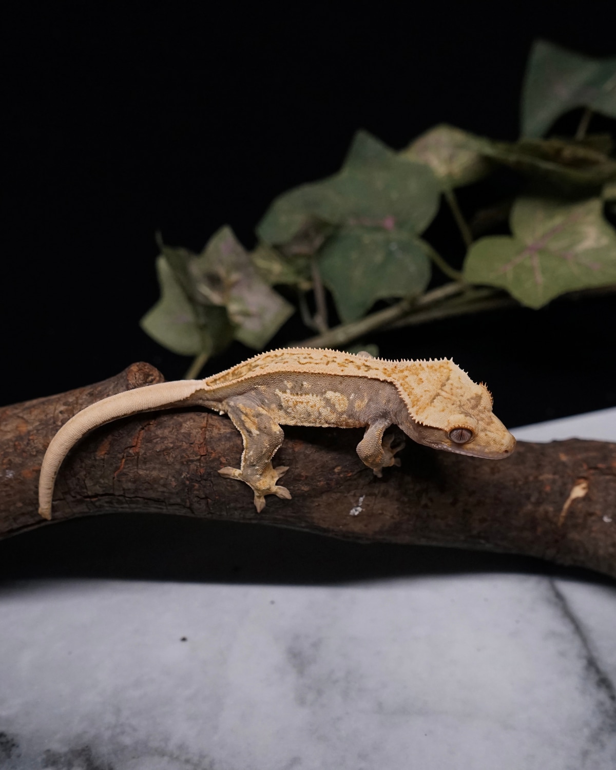 Dark Based Quad Crested Gecko by East Coast Cresties - MorphMarket