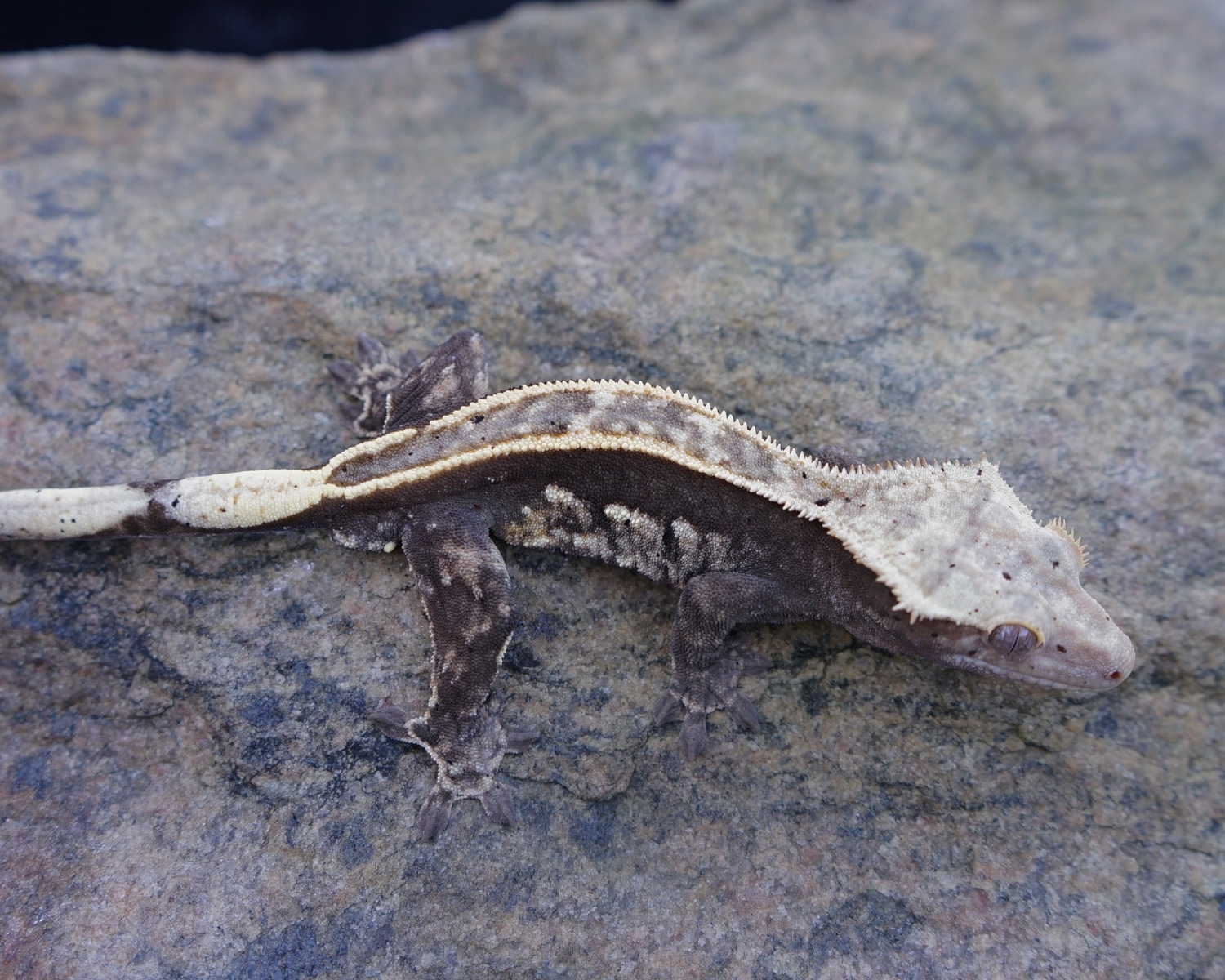 Empty Back Boy Crested Gecko by East Coast Cresties - MorphMarket