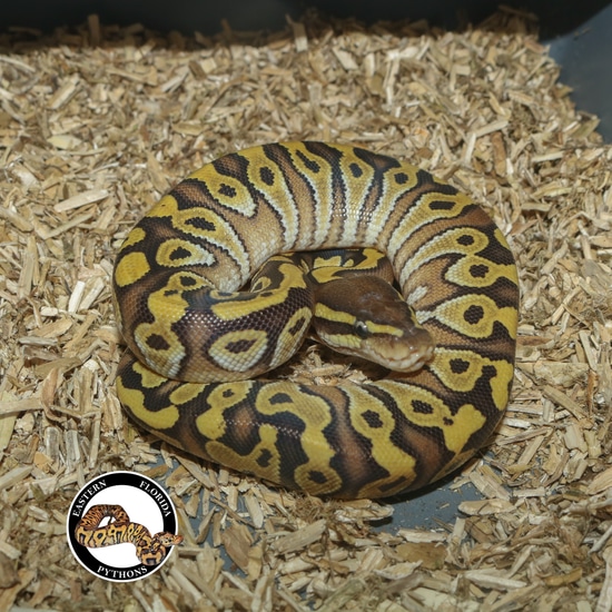 Centauri Mojave Ball Python by Eastern Florida Pythons