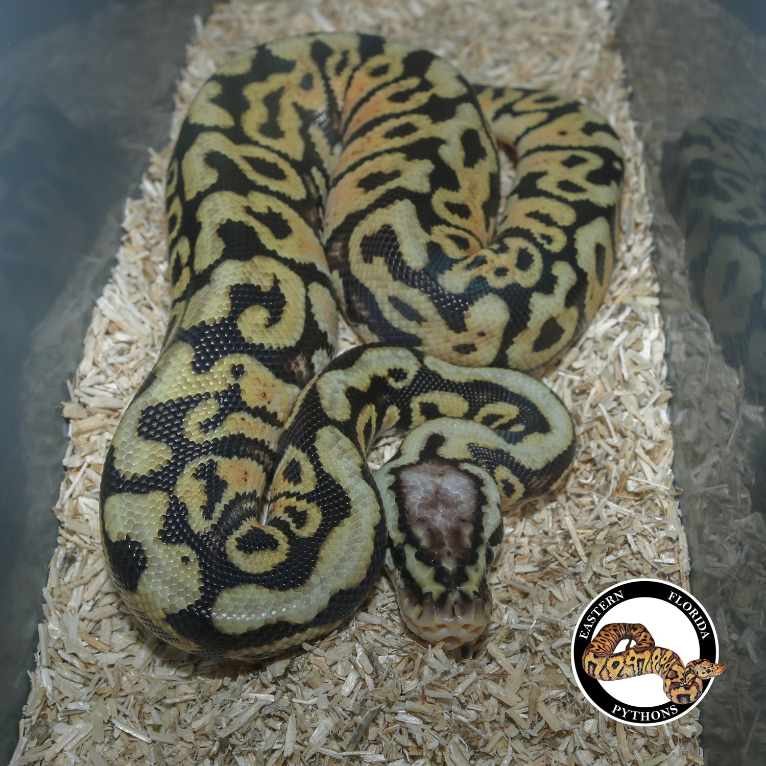 Pastel Spotnose Vanilla 100% Het Clown Ball Python by Eastern Florida ...