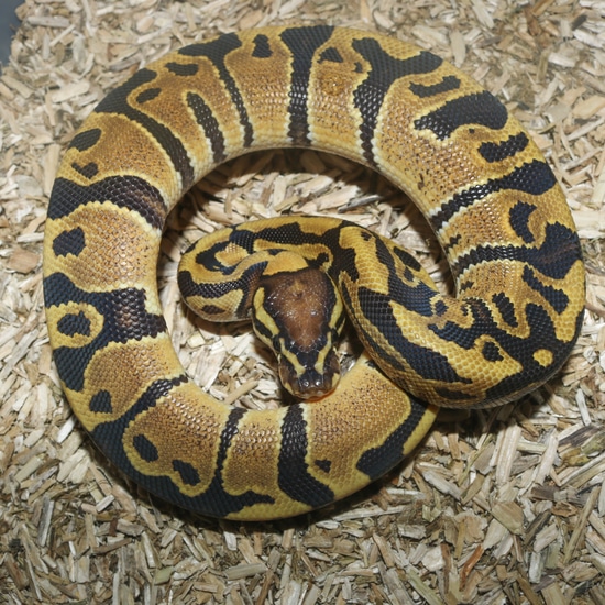 Vanilla Dinker (Centauri) Proven Dinker Gene Ball Python by Eastern ...