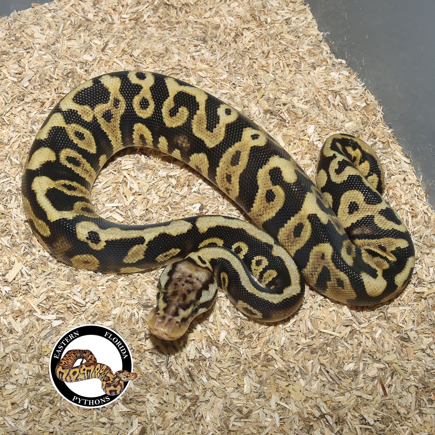 Pastel Spotnose Chocolate 100% Het Clown Ball Python by Eastern Florida Pythons - MorphMarket