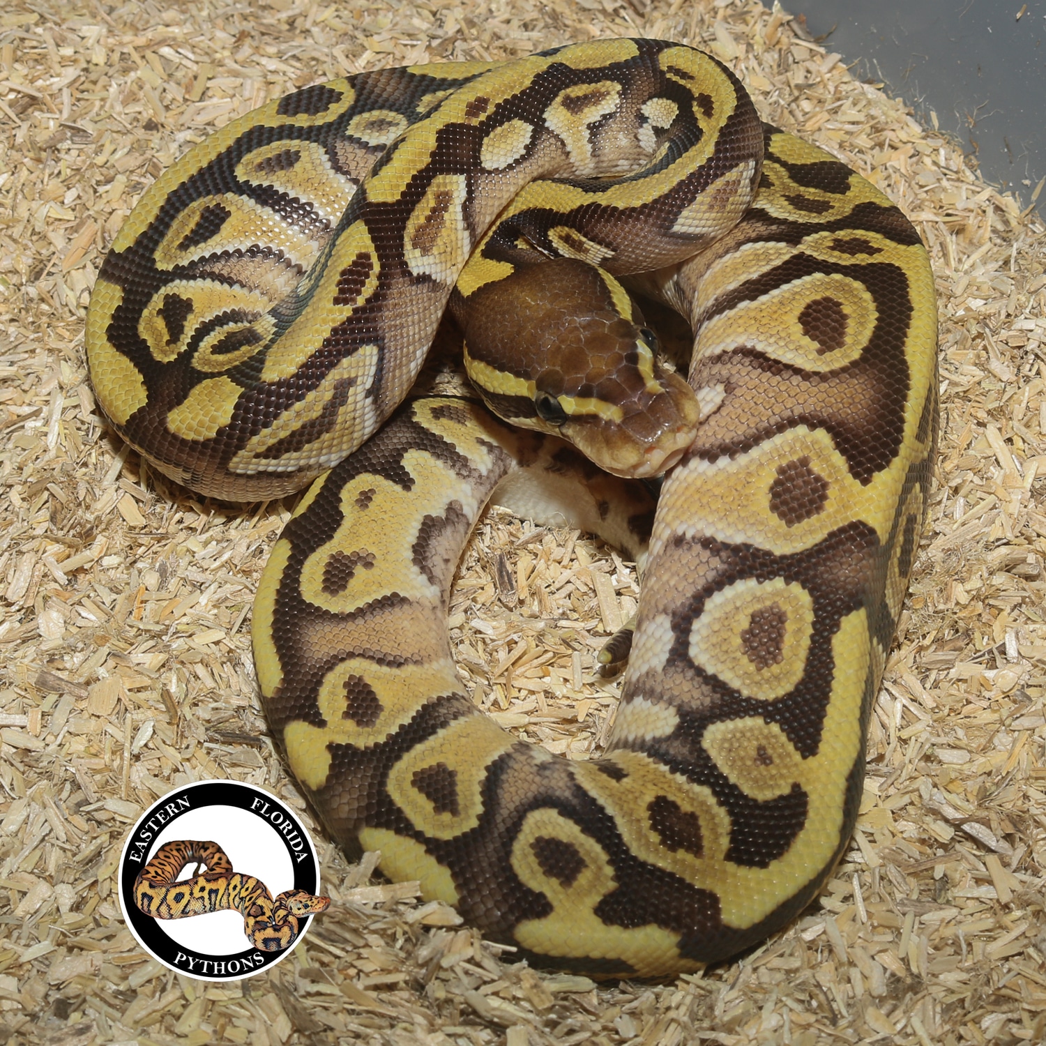 Vanilla Mojave Female Ball Python by Eastern Florida Pythons - MorphMarket