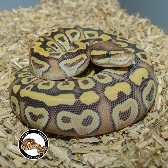 Vanilla Mojave New Gene Dinker Ball Python by Eastern Florida Pythons