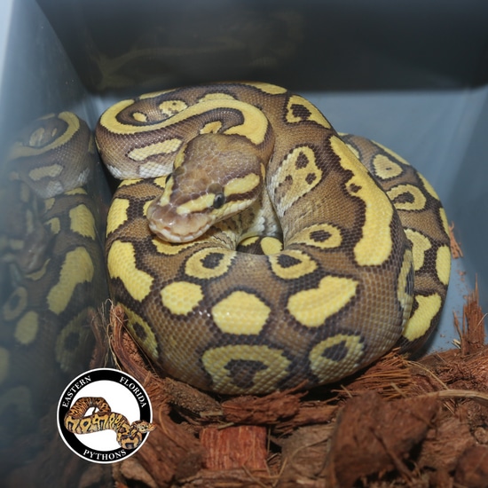 Redstripe Mojave New Gene Dinker Ball Python by Eastern Florida Pythons