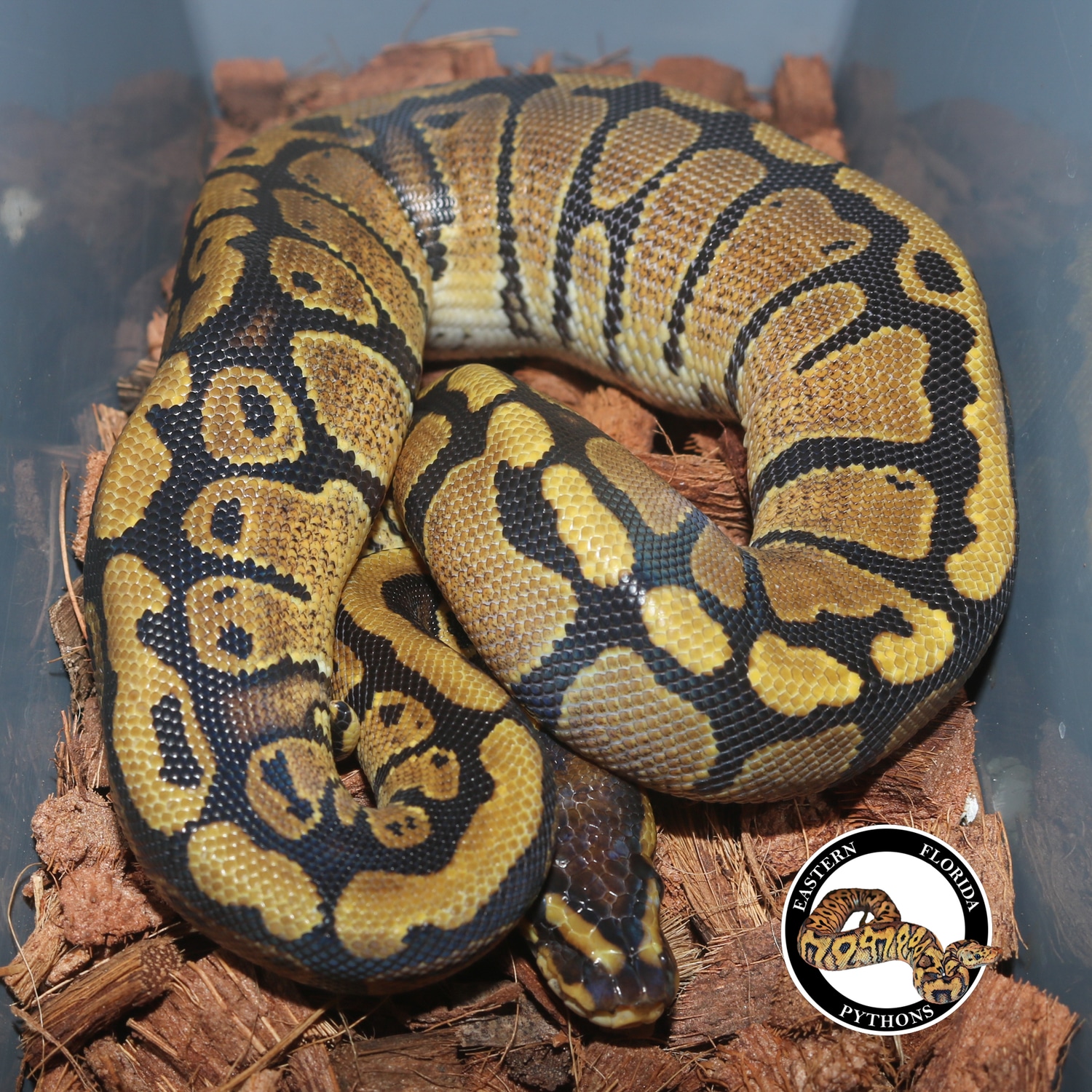 Redstripe New Gene Dinker Ball Python by Eastern Florida Pythons - MorphMarket