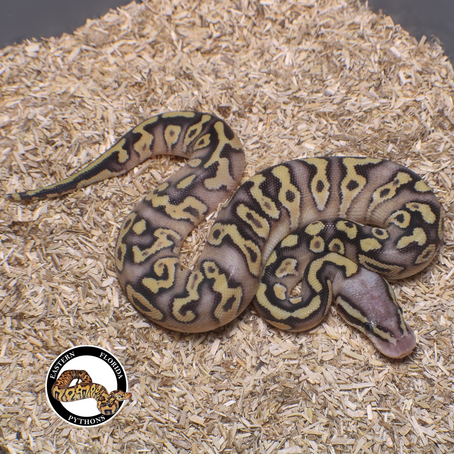 Dinker "Centauri"(Pos Super) Mojave Vanilla Pastel -Read Discription ...