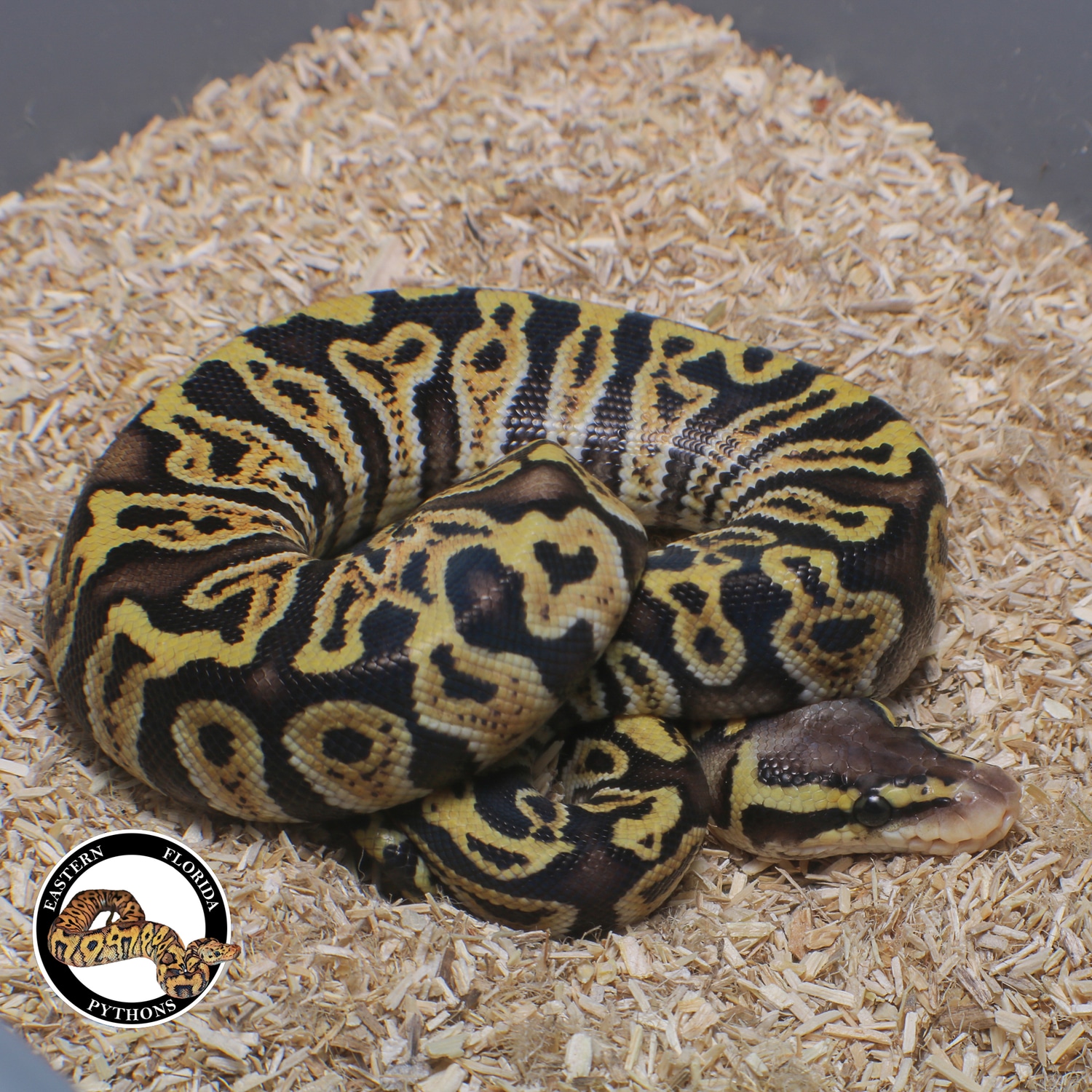 Pastel GHI 100% Het Clown Ball Python by Eastern Florida Pythons ...