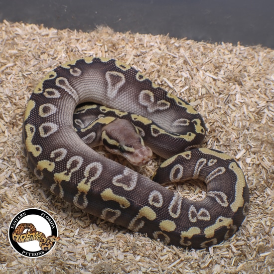 Pastel GHI Mojave 100% Het Clown Ball Python by Eastern Florida Pythons