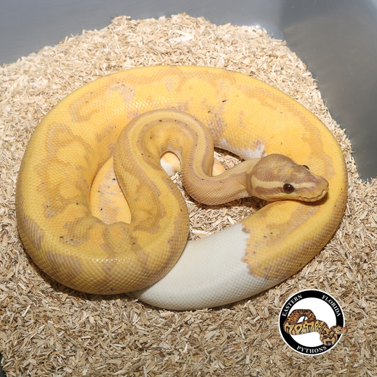 Banana Pied Ball Python by Eastern Florida Pythons