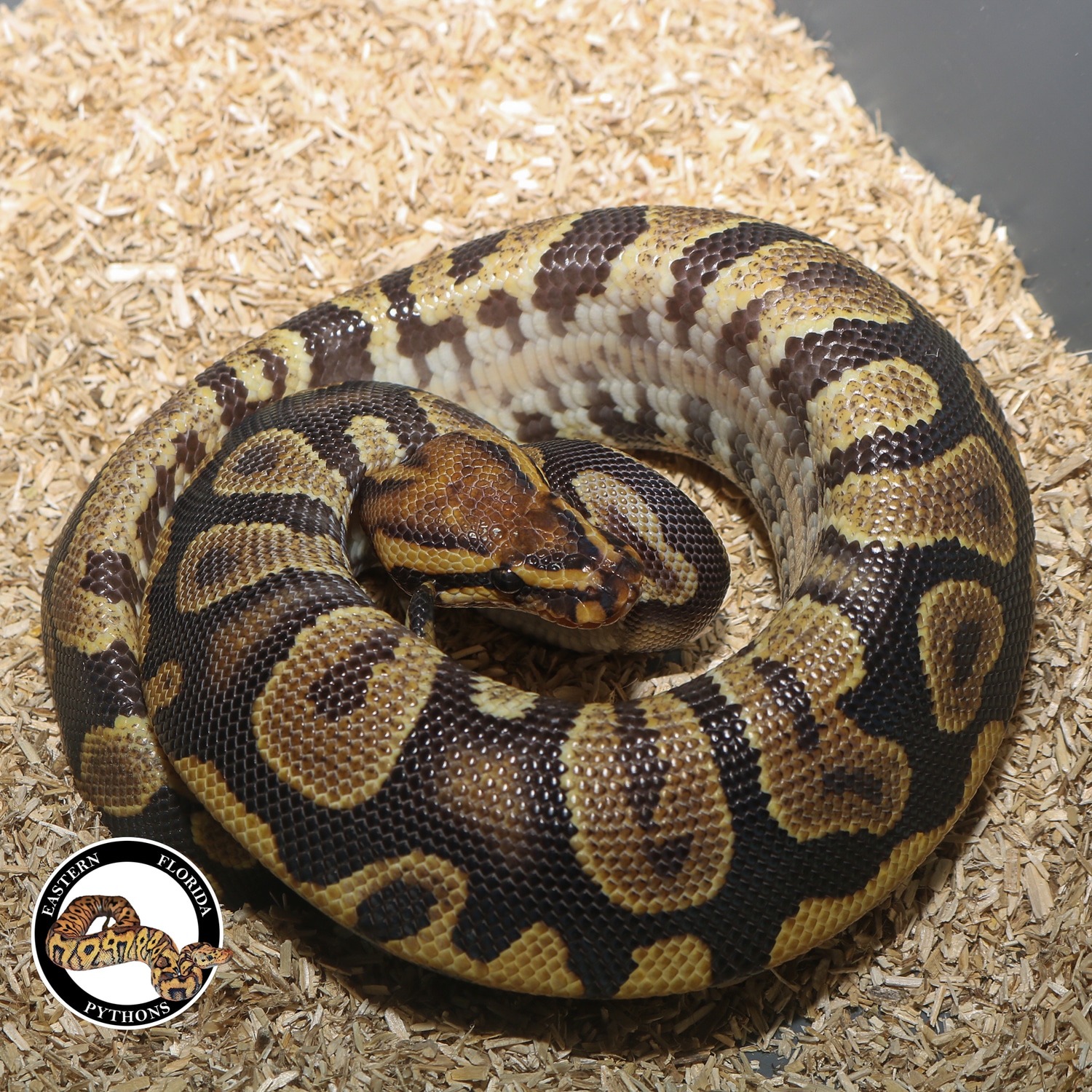 Chocolate Spotnose 100% Het Clown Ball Python by Eastern Florida ...