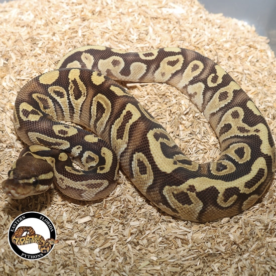 Mojave Centauri (Dinker) Ball Python by Eastern Florida Pythons
