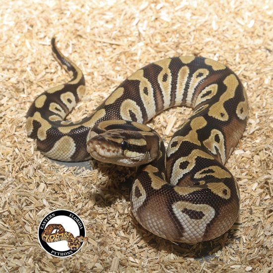 Mojave 100% Het Clown Ball Python by Eastern Florida Pythons