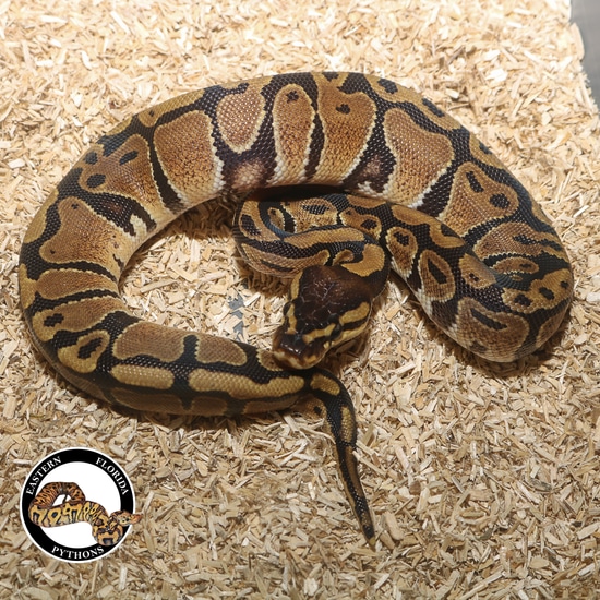 50% Het Clown Ball Python by Eastern Florida Pythons