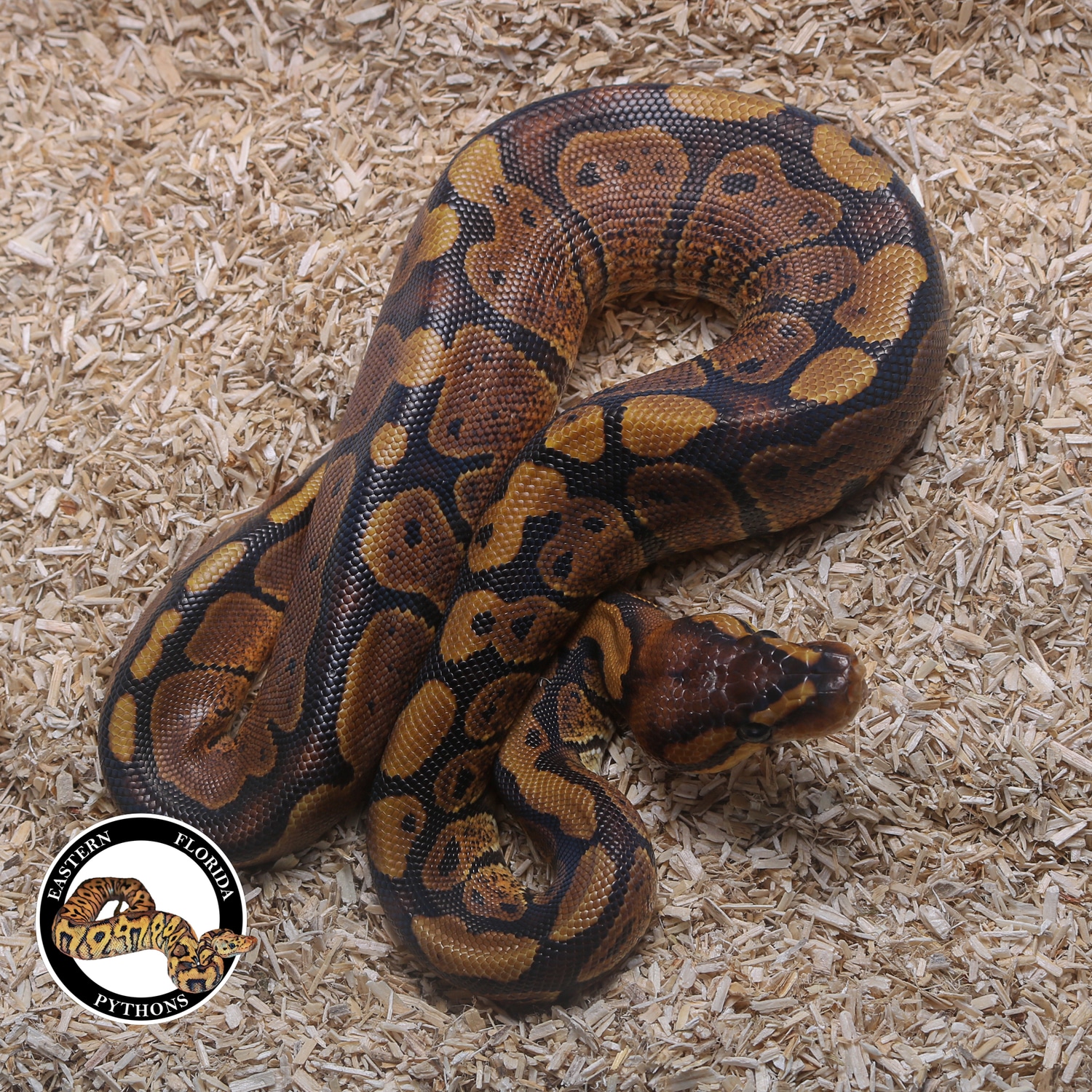 Redstripe 66% Het Clown Ball Python by Eastern Florida Pythons - MorphMarket