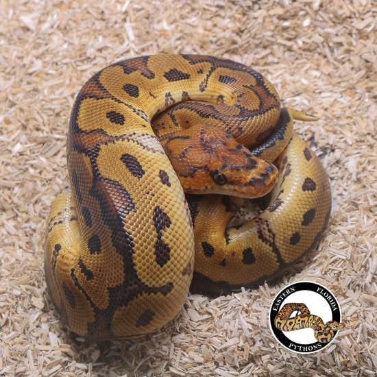 Redstripe Clown Ball Python by Eastern Florida Pythons