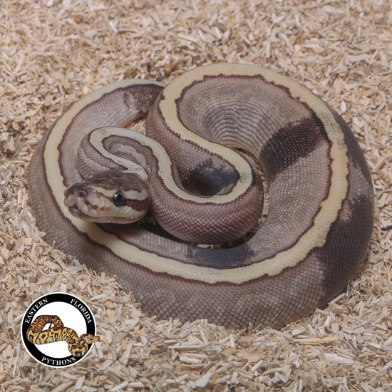 Paradox GHI Lesser Yellowbelly Pinstripe Ball Python by Eastern Florida ...