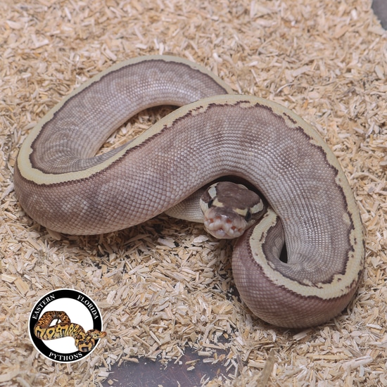 GHI Lesser Yellowbelly Pinstripe Ball Python by Eastern Florida Pythons