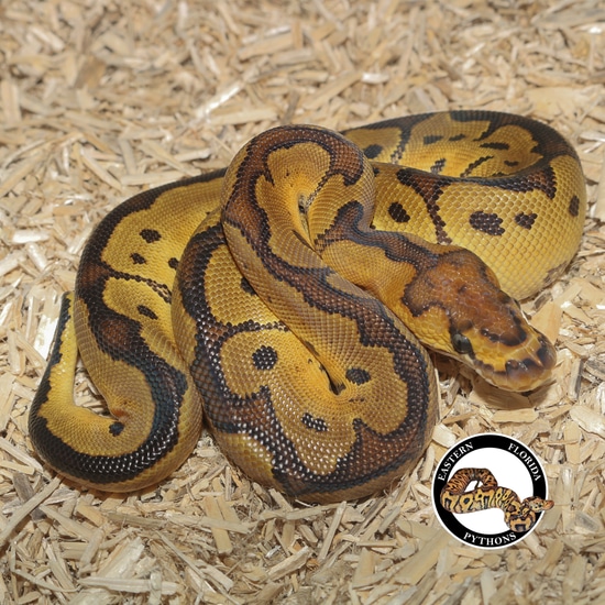 Redstripe Clown Ball Python by Eastern Florida Pythons