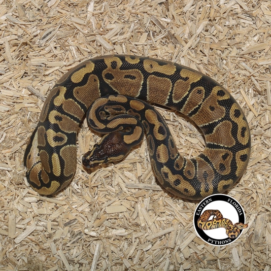 Redstripe (Dinker) Centauri 66% Het Clown Ball Python by Eastern ...