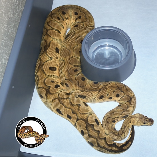 Pastel Clown Ball Python by Eastern Florida Pythons