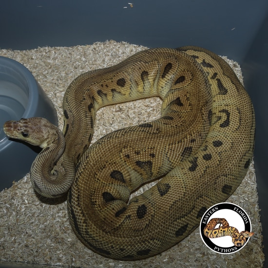 Black Pewter Clown Ball Python by Eastern Florida Pythons