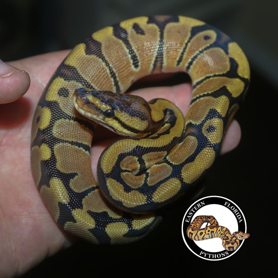 Redstripe Dinker (Centauri) Ball Python by Eastern Florida Pythons