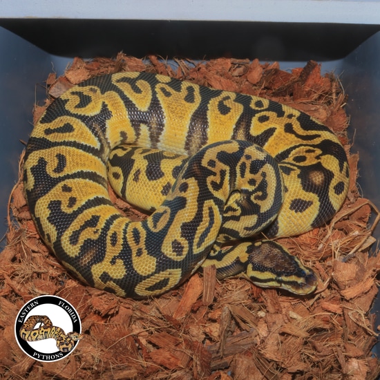 Pastel Dinker (Centauri) Ball Python by Eastern Florida Pythons