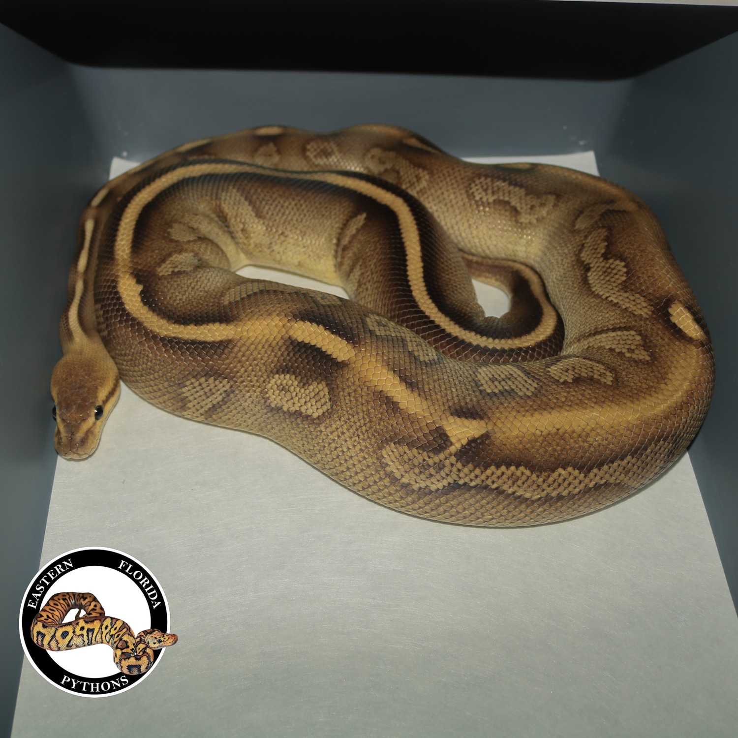 Chocolate Lesser Black Pastel Ball Python by Eastern Florida Pythons ...