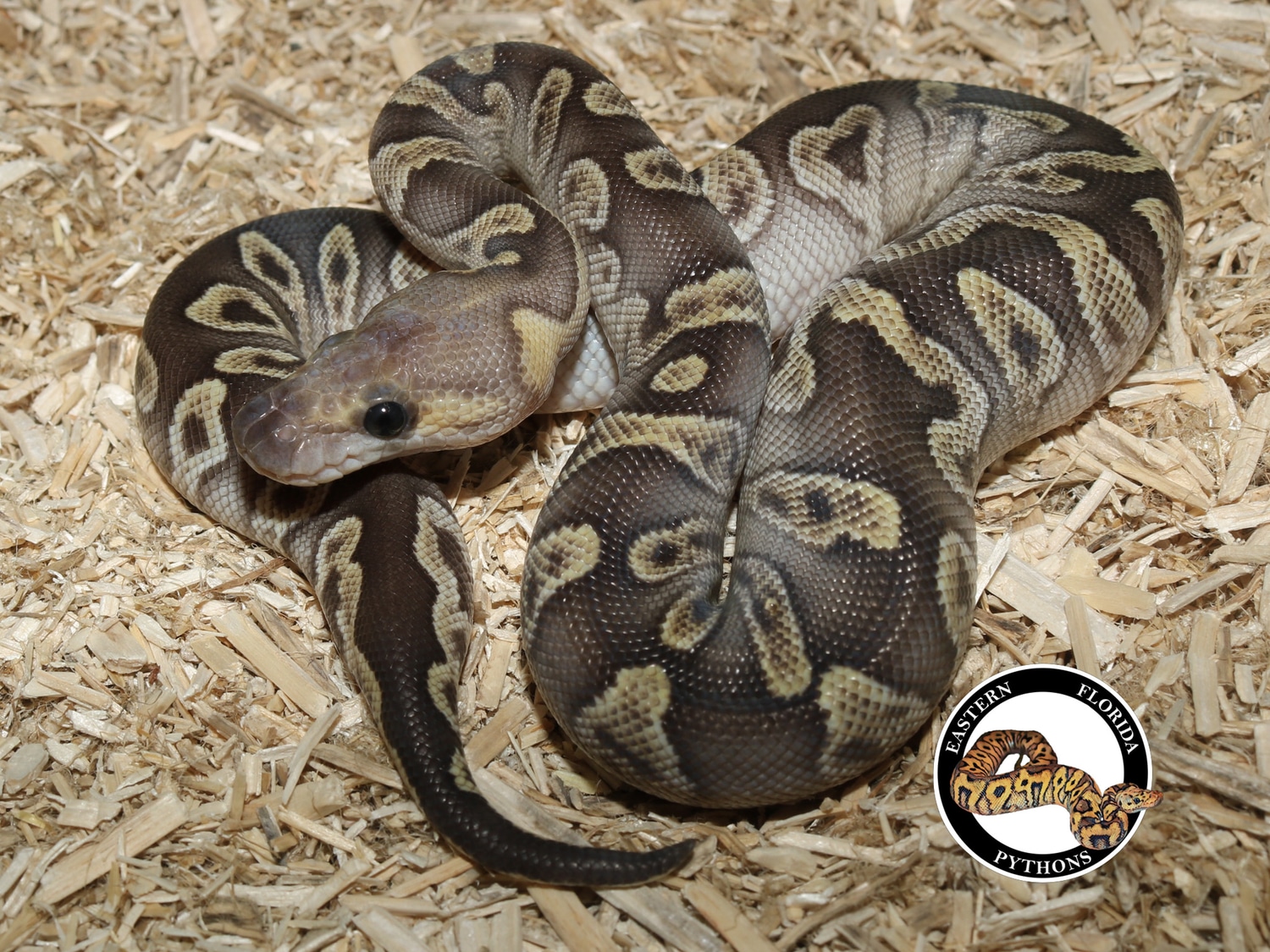 GHI Mojave Clown Ball Python by Eastern Florida Pythons - MorphMarket