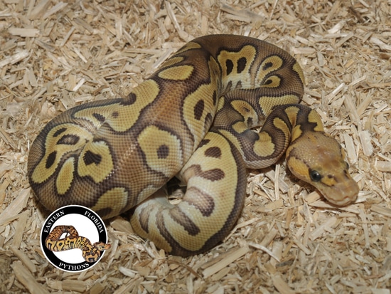 Mojave Clown Ball Python by Eastern Florida Pythons