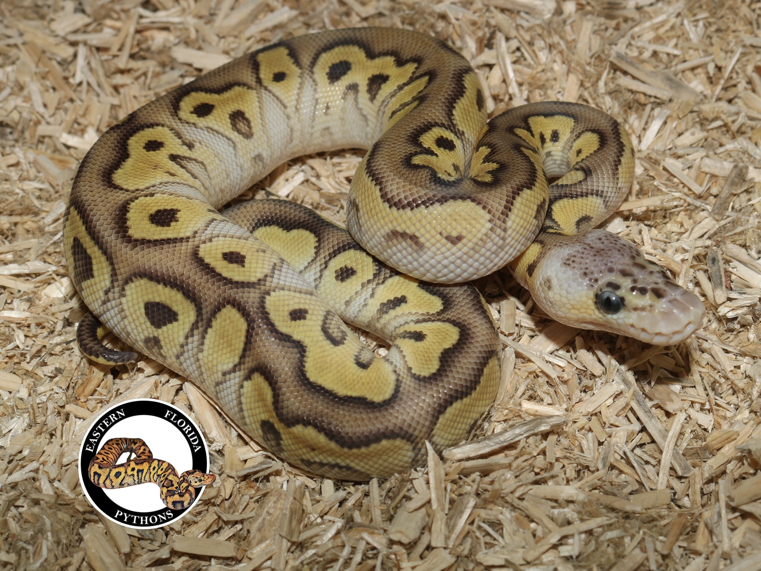 Pastave Clown Ball Python by Eastern Florida Pythons - MorphMarket