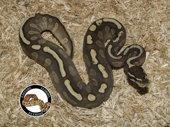 Lesser GHI Ball Python by Eastern Florida Pythons