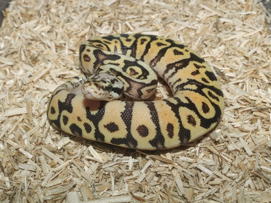 Pastel Red Stripe Spotnose Vanilla Het Clown Ball Python by Eastern ...