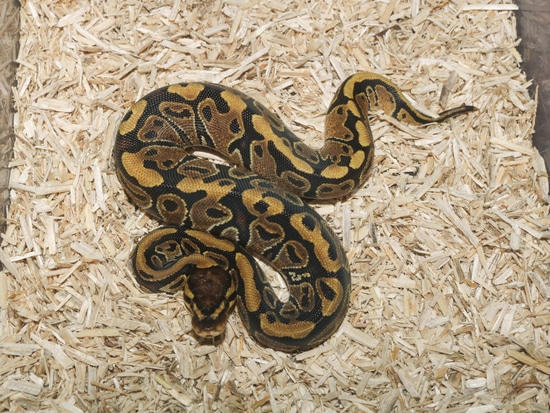 100% Het Clown Ball Python by Eastern Florida Pythons