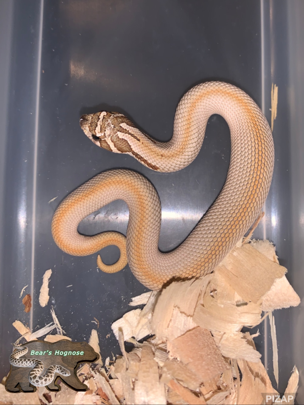 RBE Pastel SuperConda 66% Het Toffee Pos Het Snow Western Hognose by ...