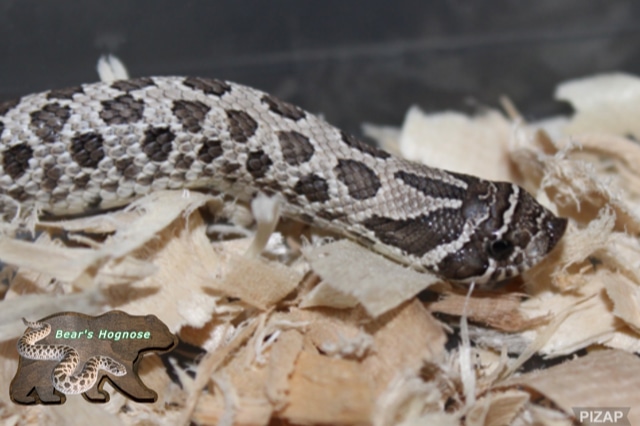 Purple Axanthic Het Snow Western Hognose by Bear's Hognose - MorphMarket