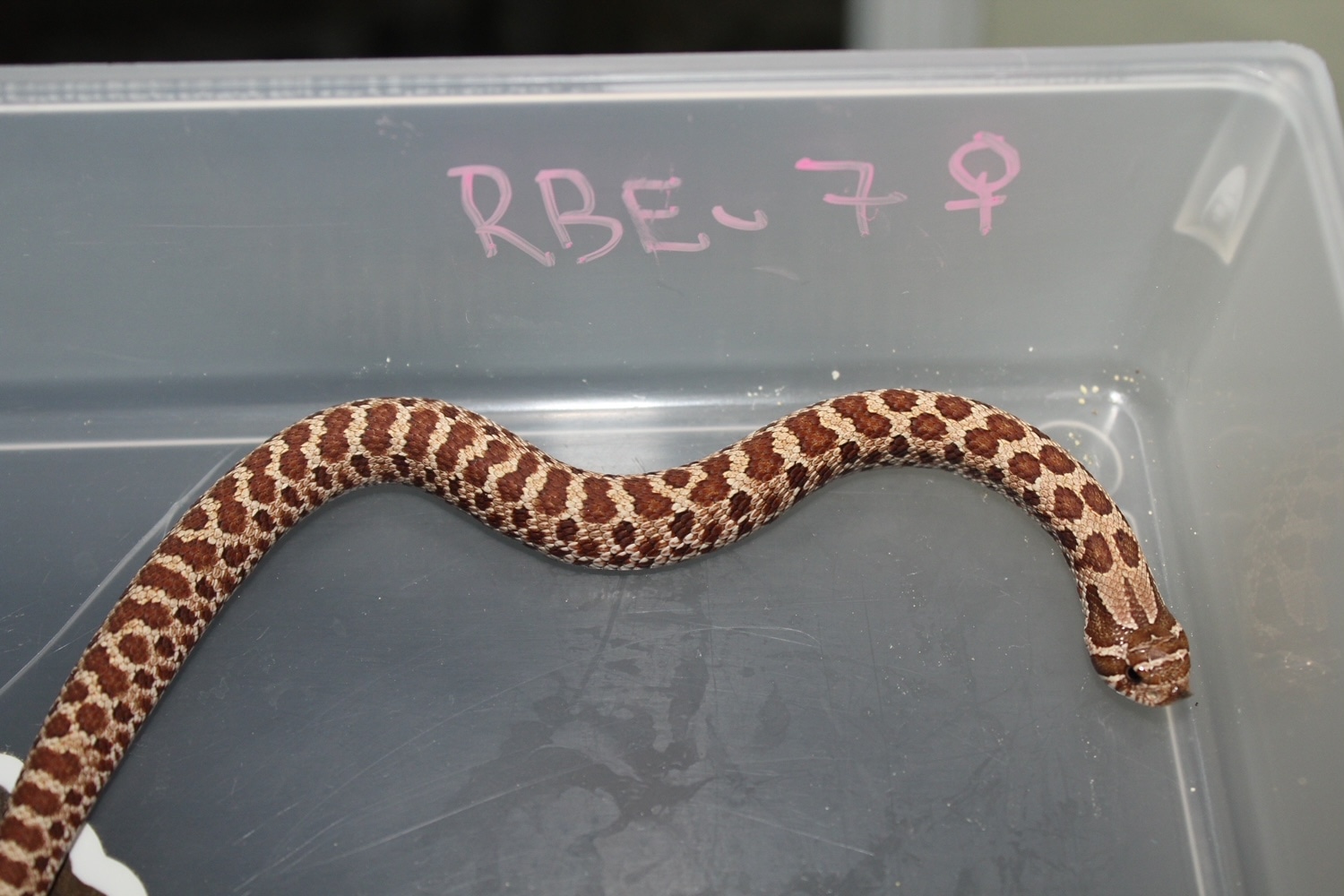 Purple Line RBE Pastel Het Toffee Belly Small Pos Het Axanthic (Toxic ...